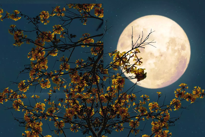 അതിജീവനം – பொற்றாமரை